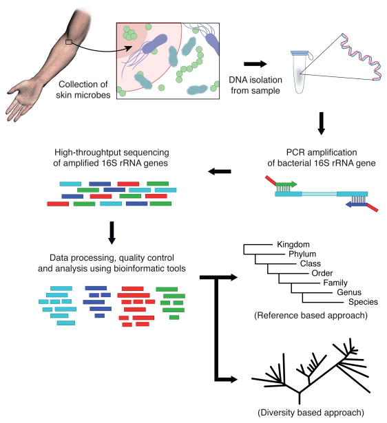 Chapter 3. Introduction to Microbiome Analysis — Decoding Microbiota